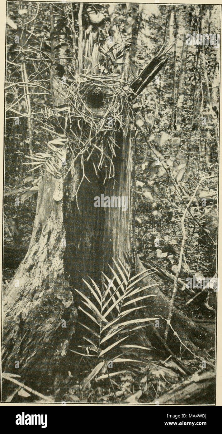 . The Emu : official organ of the Australasian Ornithologists' Union ...
