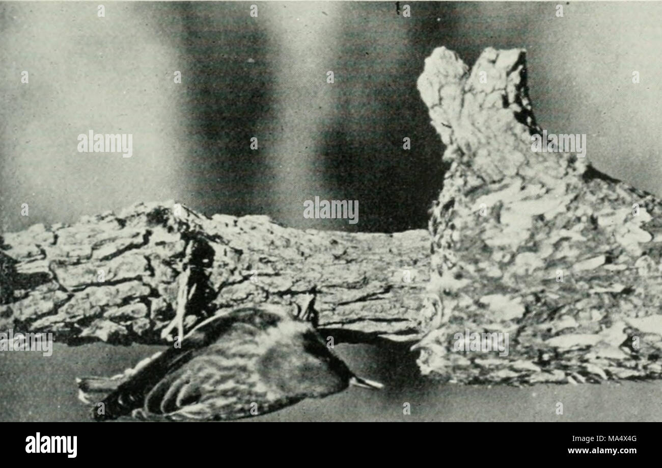 . The Emu Stock Photo - Alamy