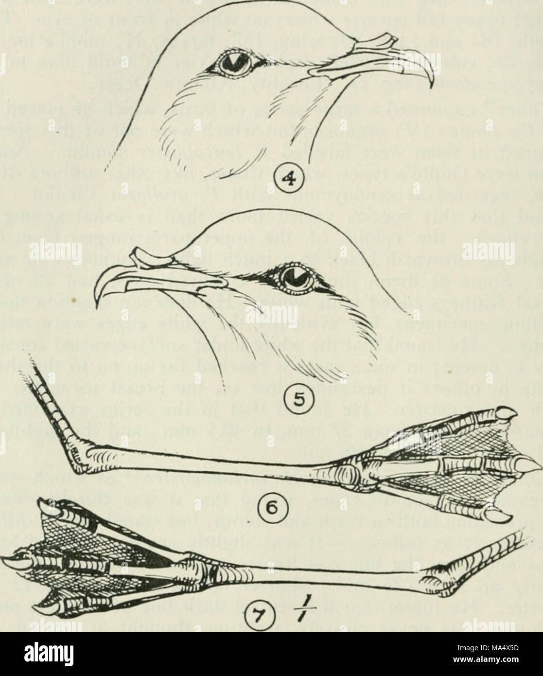 . The Emu Stock Photo - Alamy