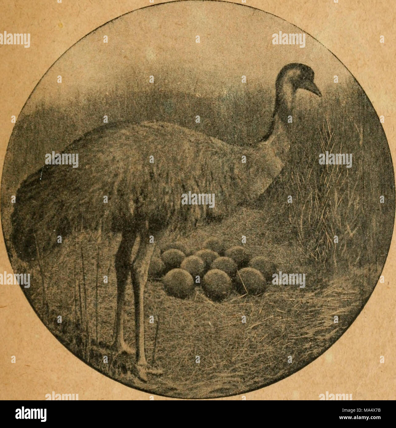 . The Emu Stock Photo - Alamy