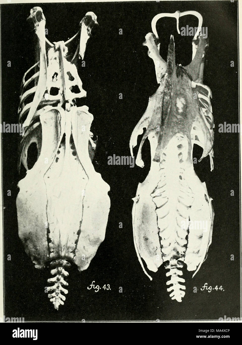 . The Emu Stock Photo - Alamy