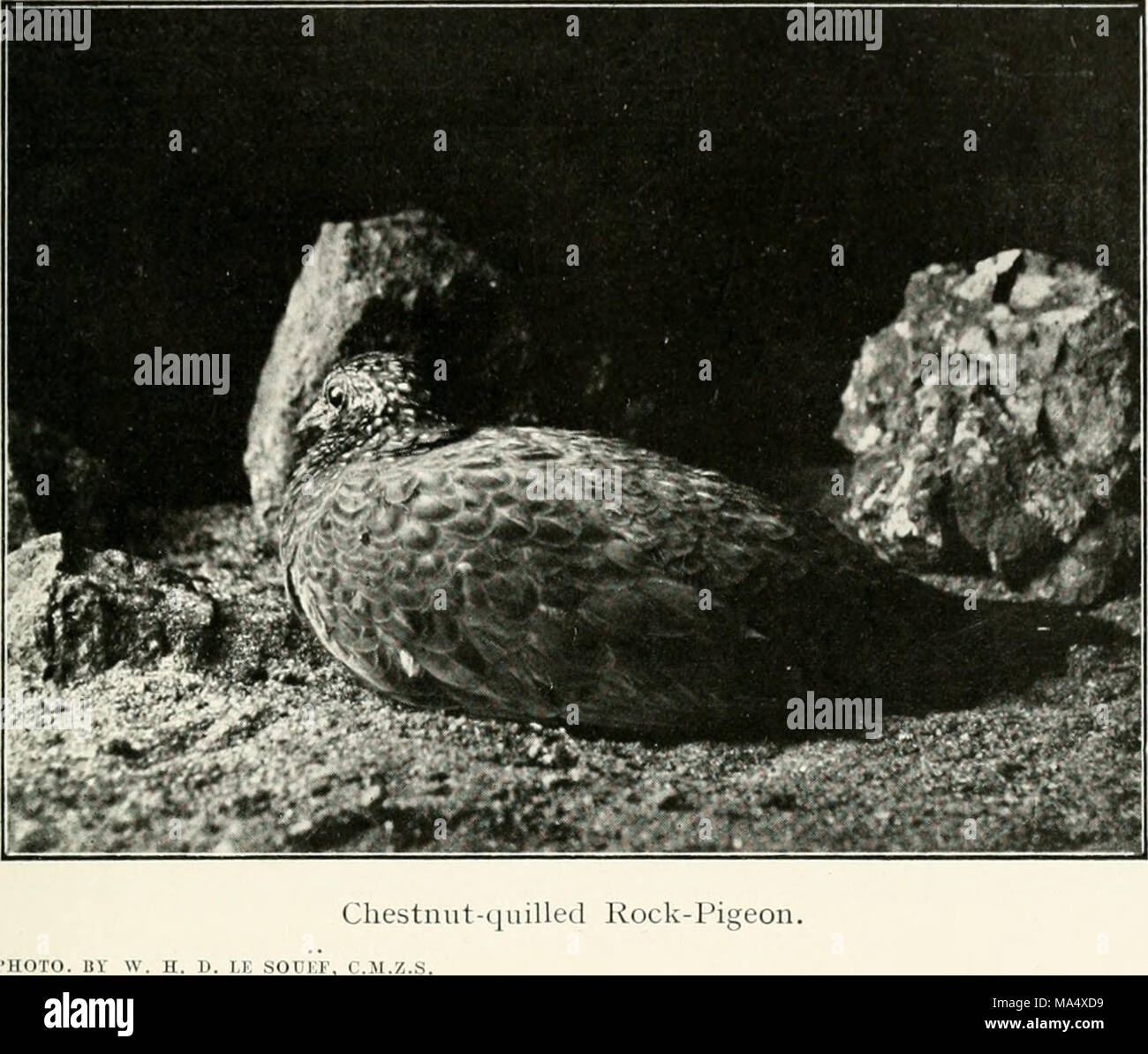 . The Emu Stock Photo - Alamy