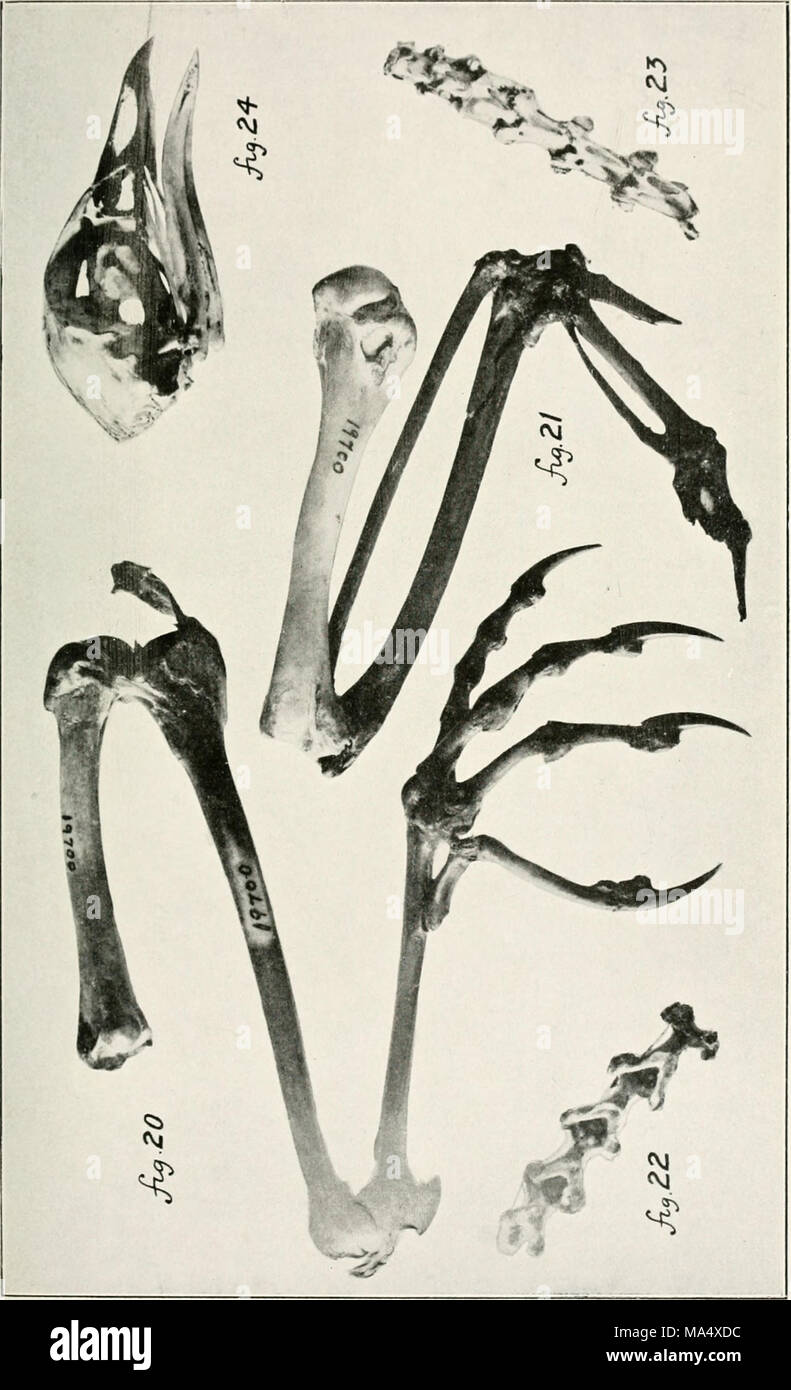 . The Emu Stock Photo - Alamy