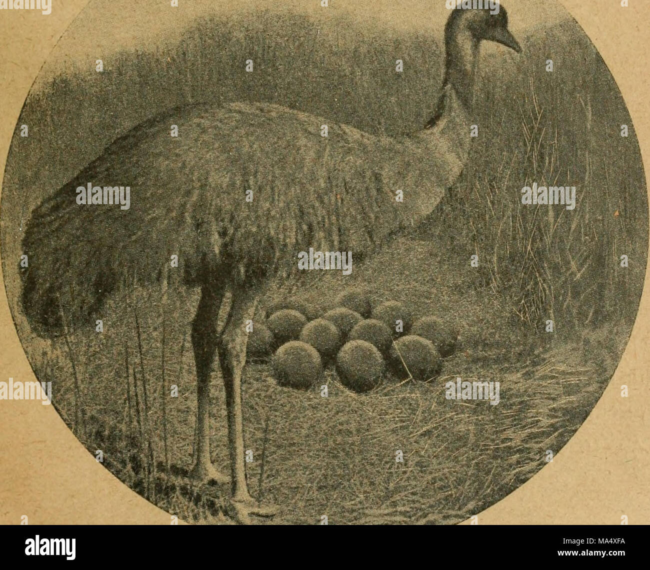 . The Emu Stock Photo - Alamy