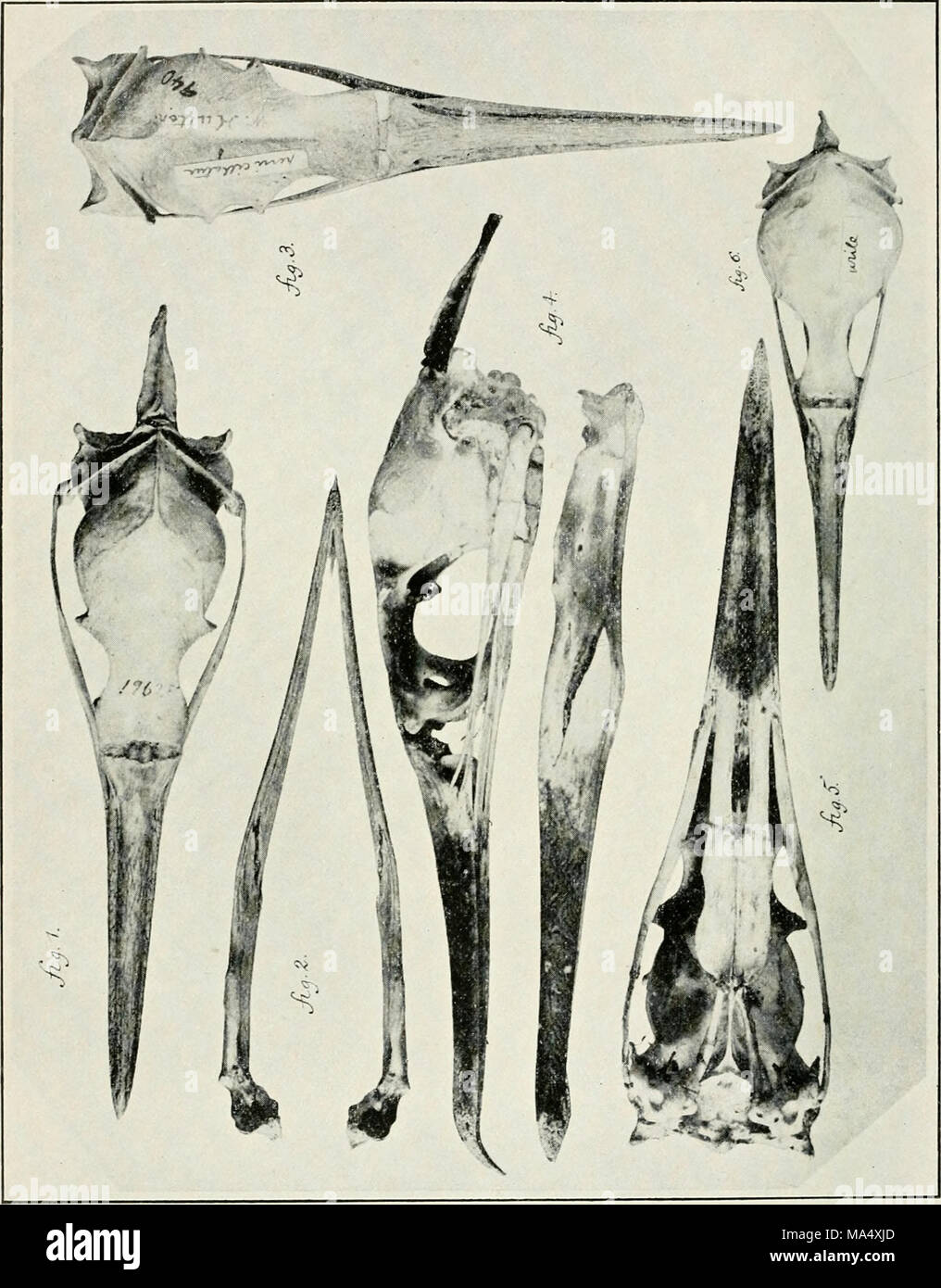 . The Emu Stock Photo - Alamy