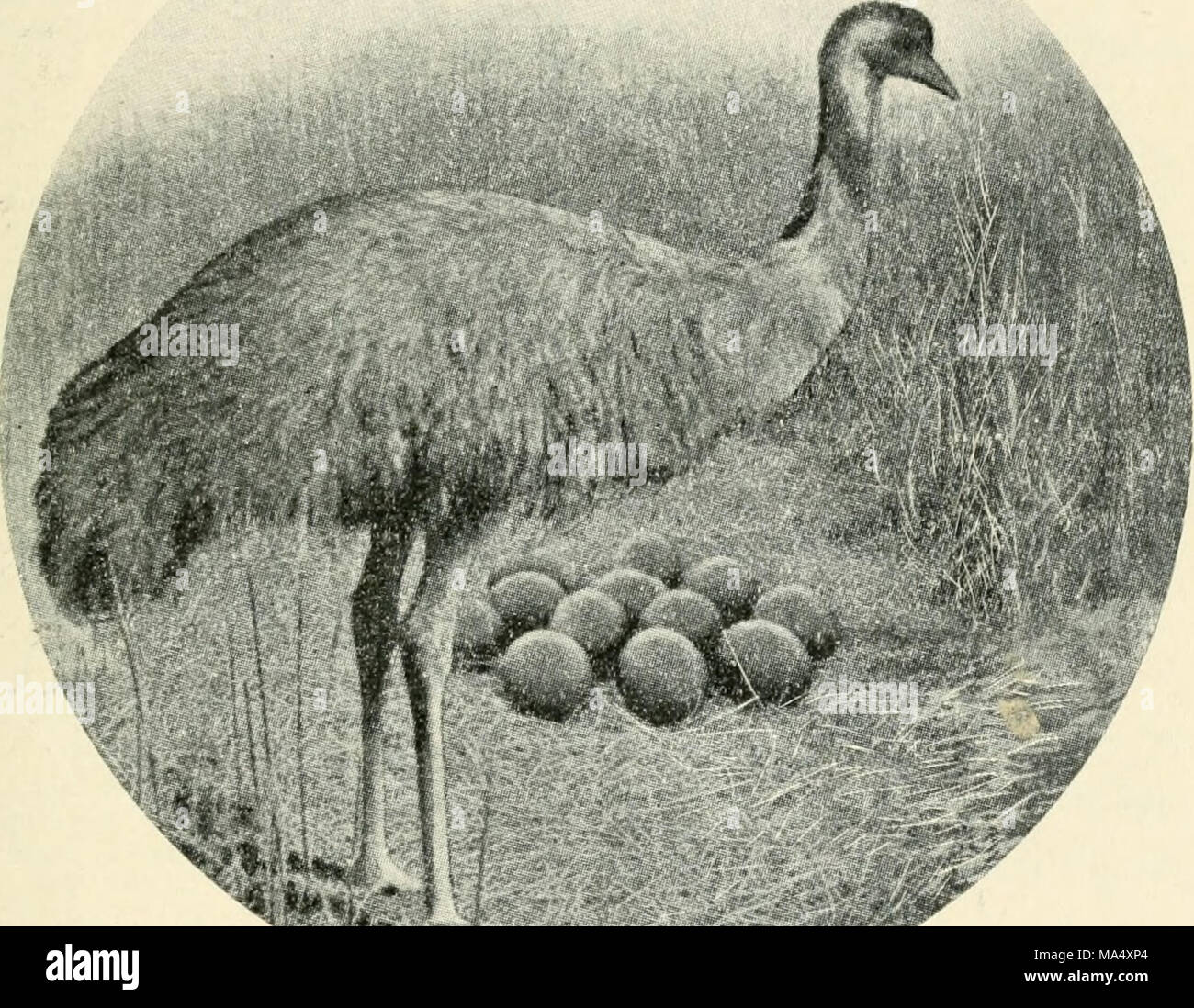 . The Emu Stock Photo - Alamy