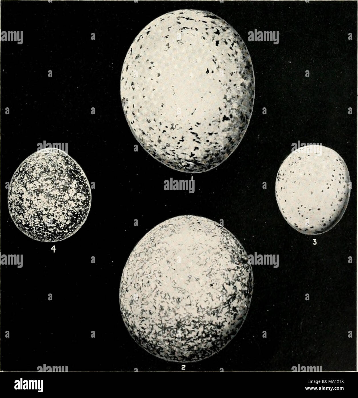 . The Emu Stock Photo - Alamy
