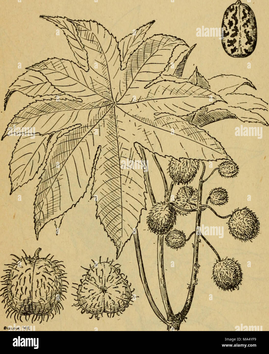 . Emergency food plants and poisonous plants of the islands of the ...