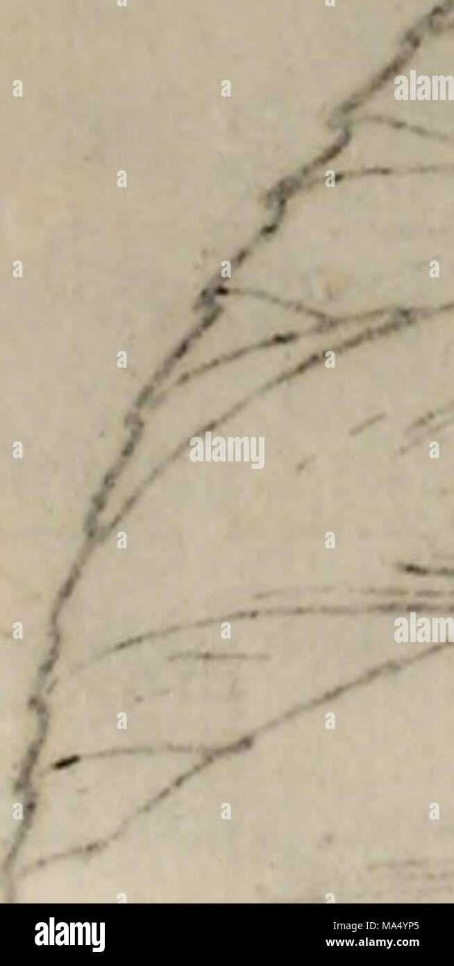 . e mei zhi wu zhi Stock Photo - Alamy