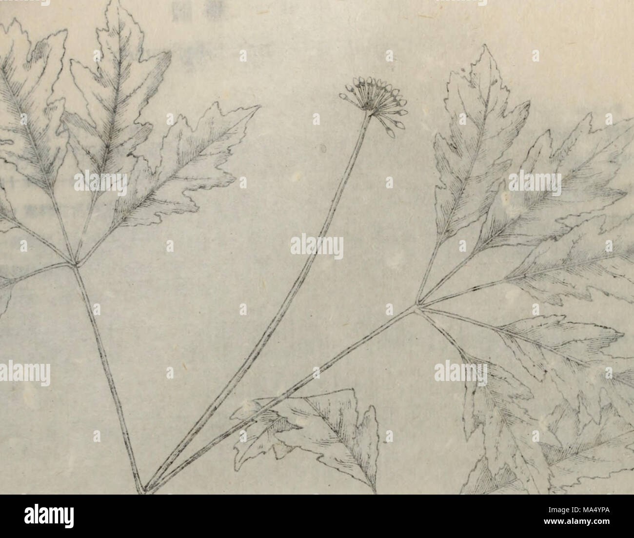 . e mei zhi wu zhi Stock Photo - Alamy