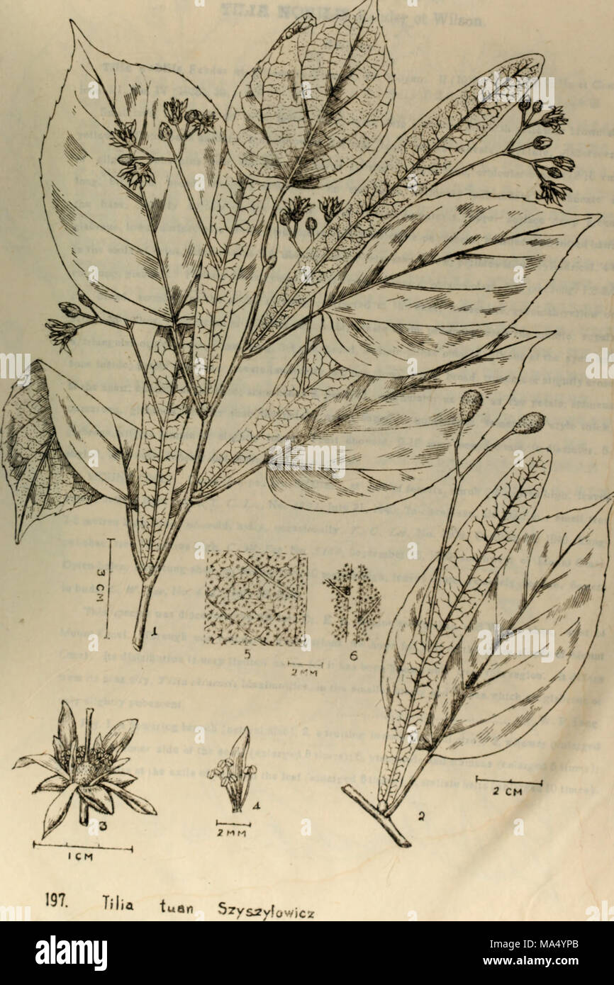 . e mei zhi wu zhi Stock Photo - Alamy