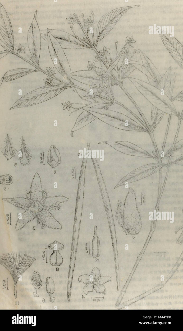 . e mei zhi wu zhi Stock Photo - Alamy