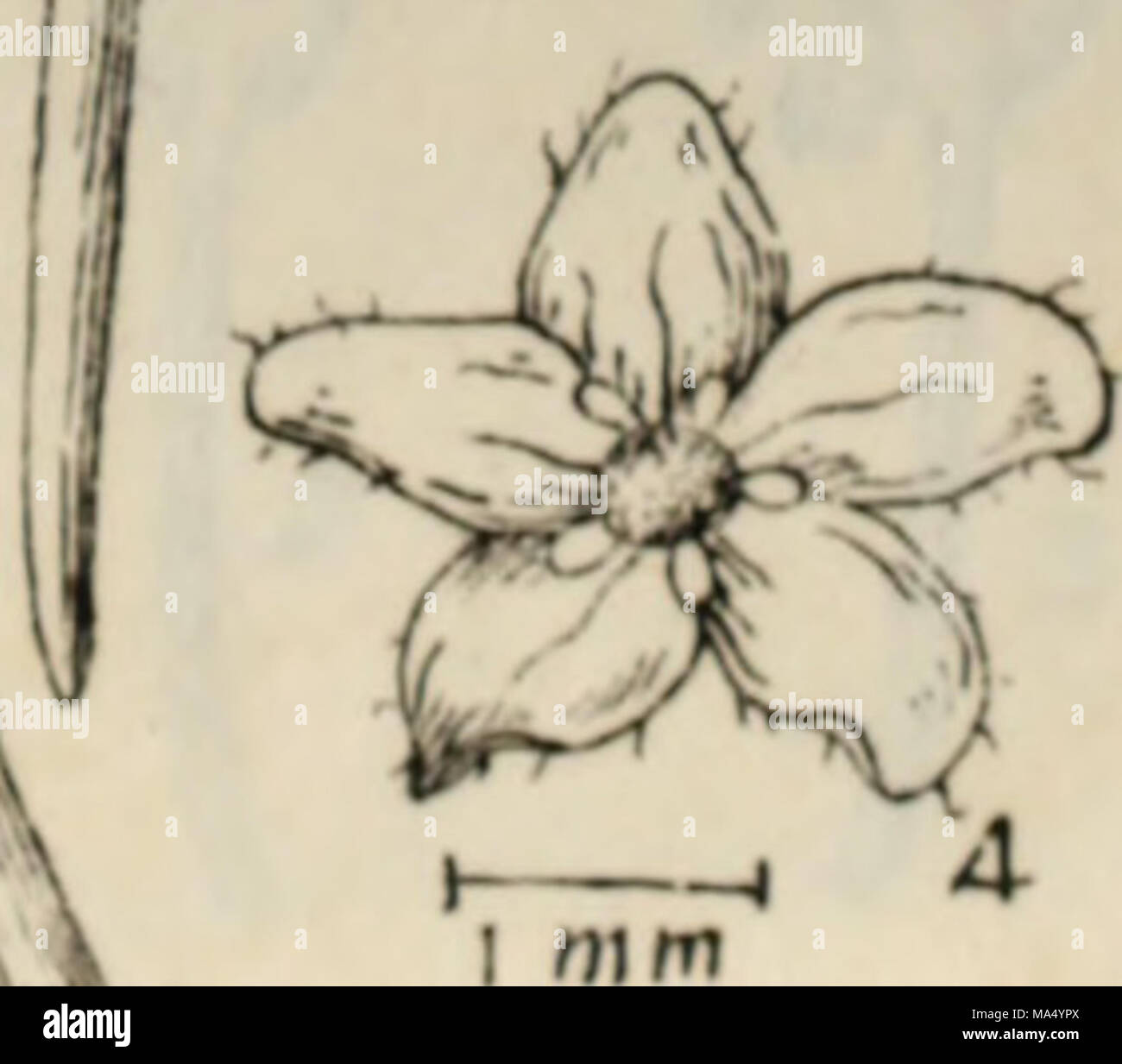 . e mei zhi wu zhi Stock Photo - Alamy