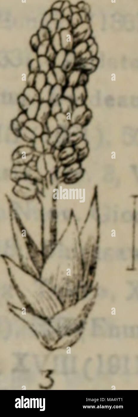 . e mei zhi wu zhi Stock Photo - Alamy