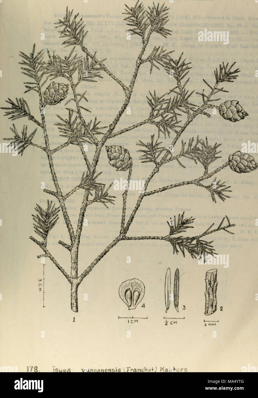 . e mei zhi wu zhi Stock Photo - Alamy