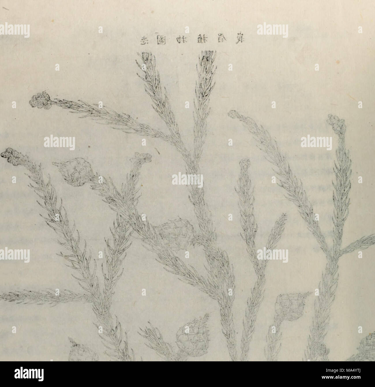 . e mei zhi wu zhi Stock Photo - Alamy