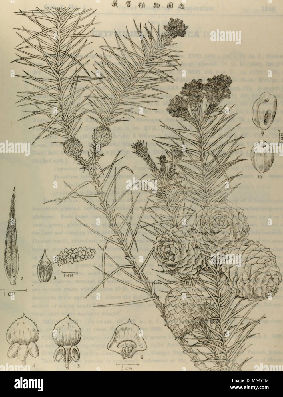 Pei zhi hi-res stock photography and images - Alamy