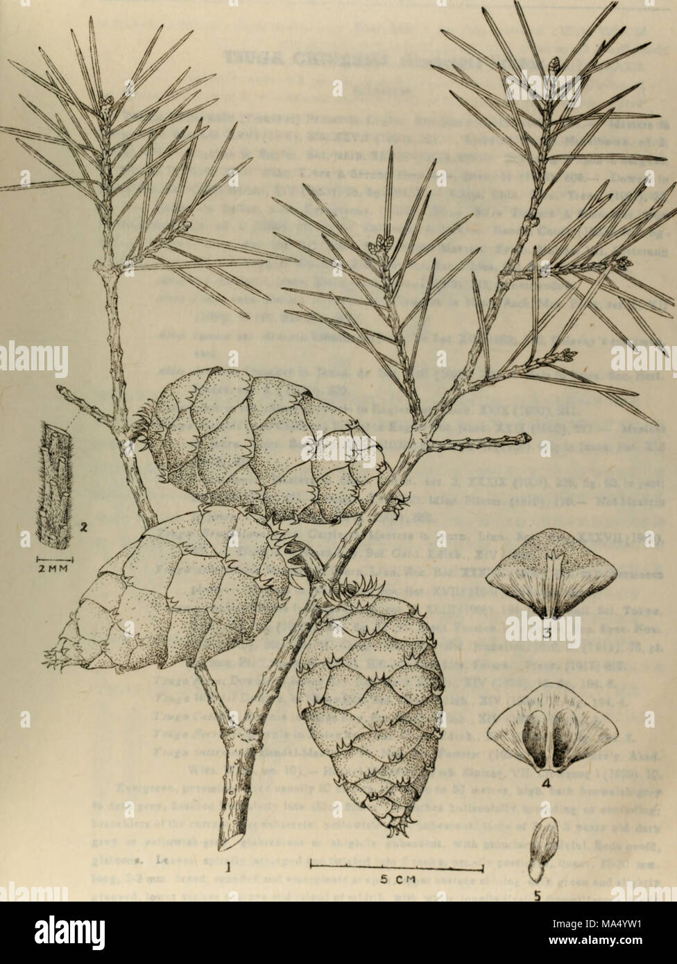 . e mei zhi wu zhi Stock Photo - Alamy