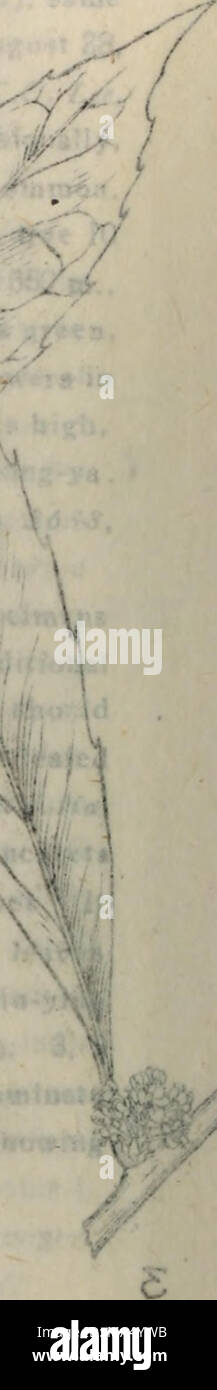 . e mei zhi wu zhi Stock Photo - Alamy