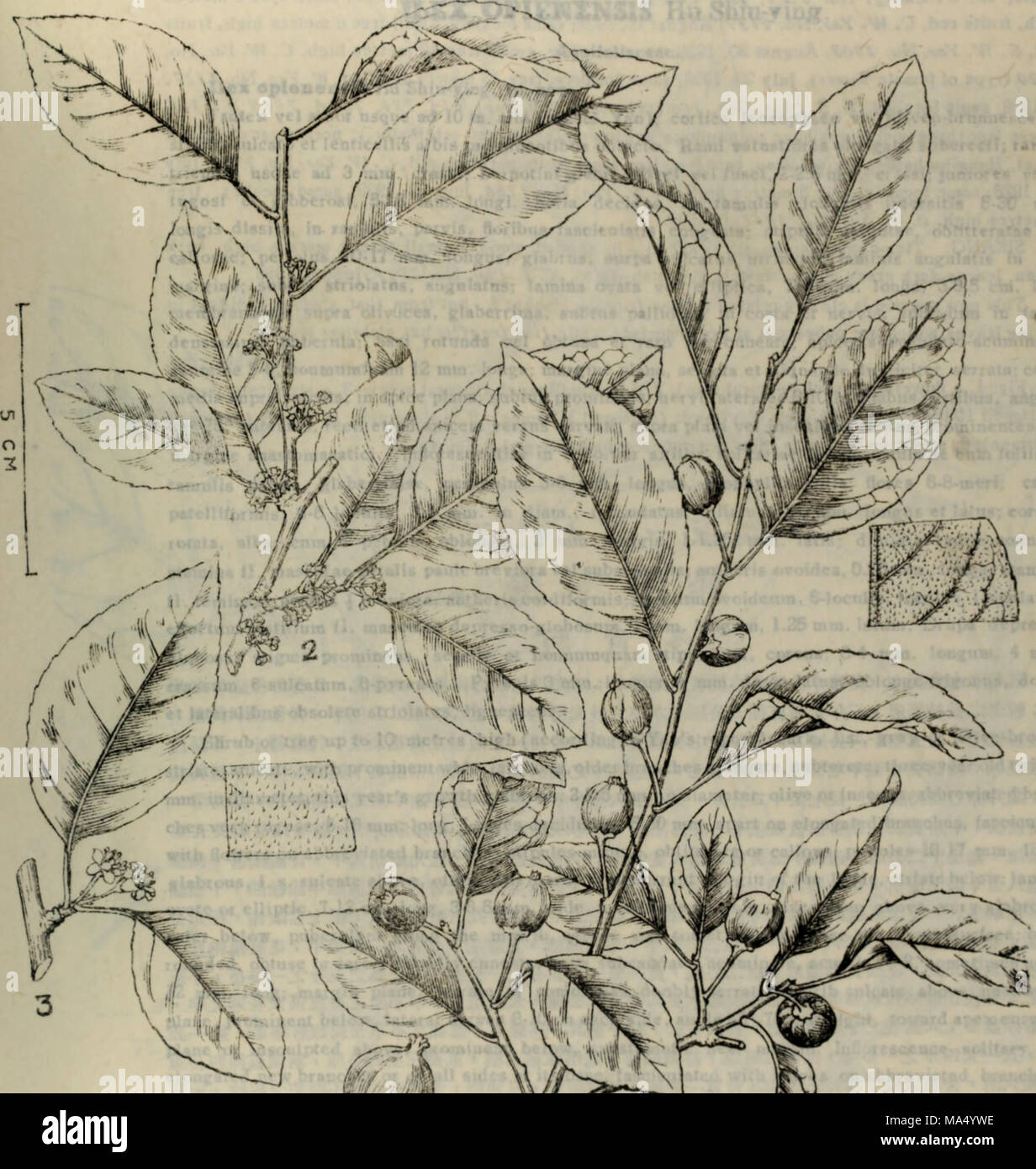 . e mei zhi wu zhi Stock Photo - Alamy