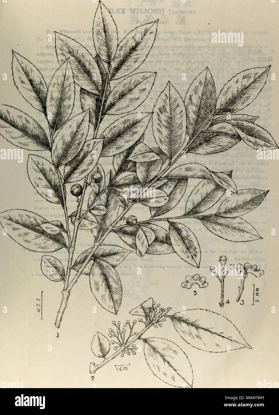 . e mei zhi wu zhi Stock Photo - Alamy