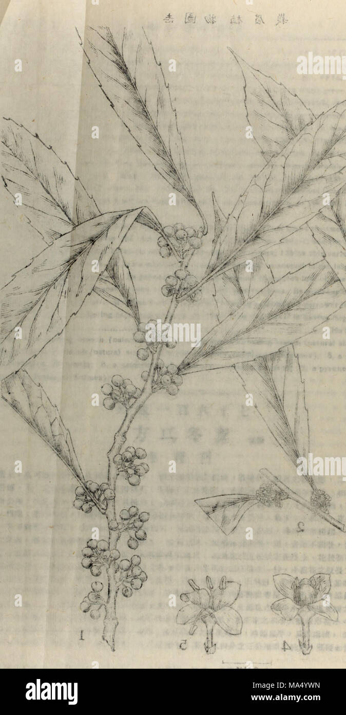 . e mei zhi wu zhi Stock Photo - Alamy