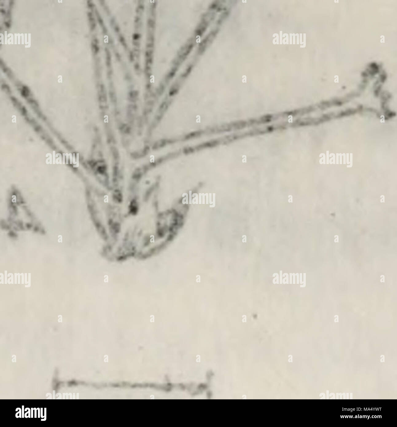 Pei zhi hi-res stock photography and images - Alamy