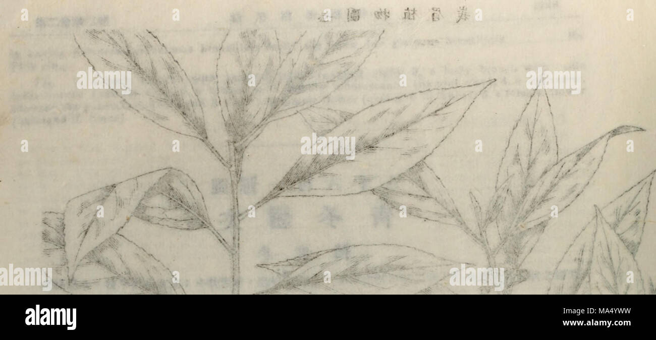 . e mei zhi wu zhi Stock Photo - Alamy