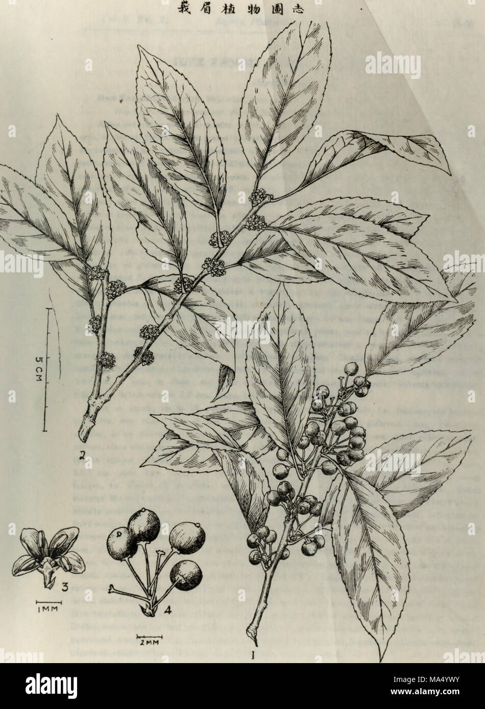 . e mei zhi wu zhi Stock Photo - Alamy