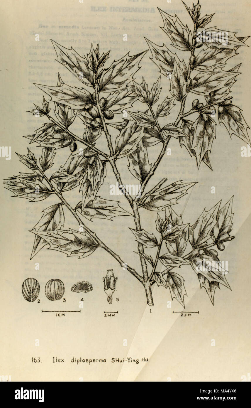 . e mei zhi wu zhi Stock Photo - Alamy