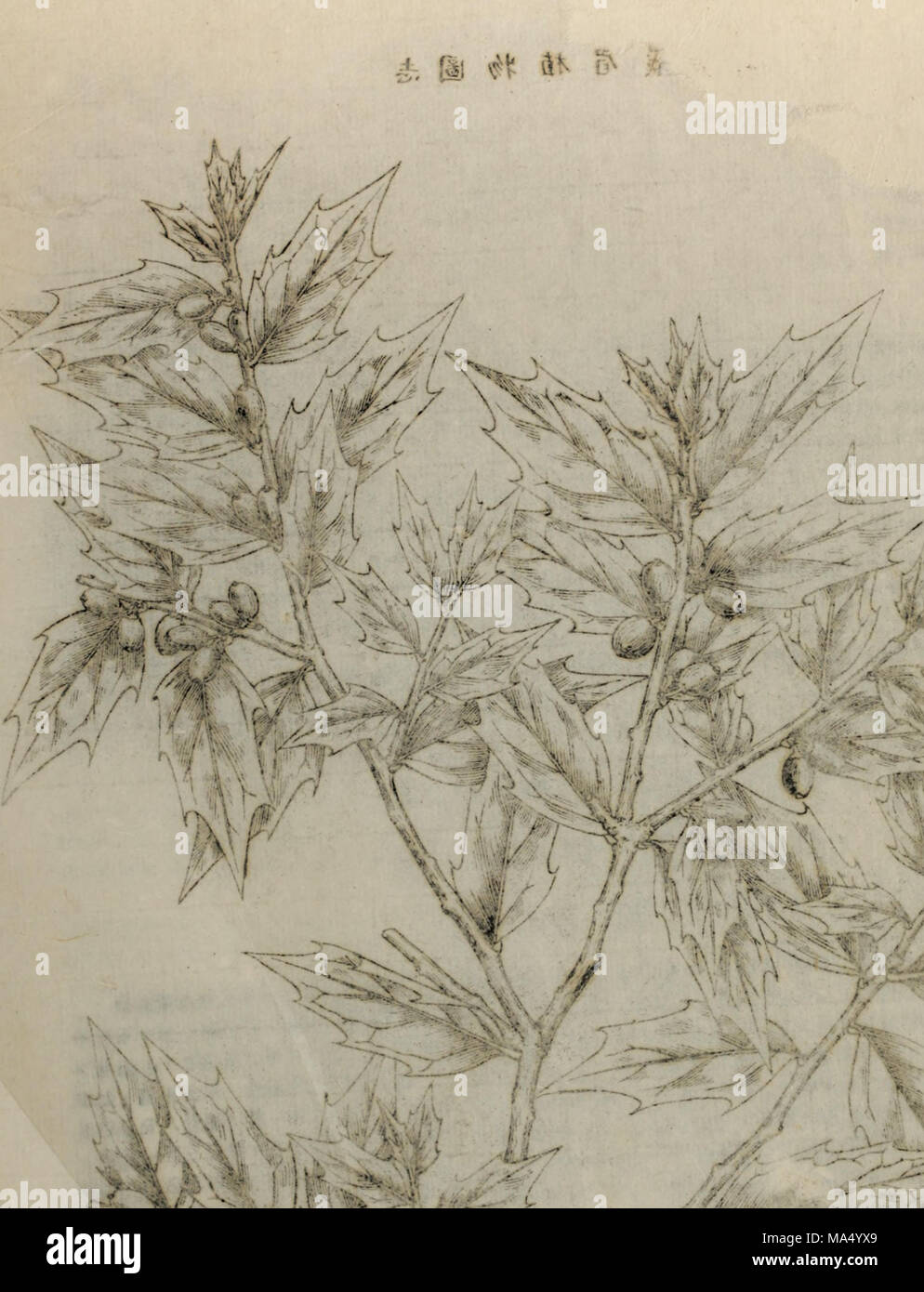 . e mei zhi wu zhi Stock Photo - Alamy