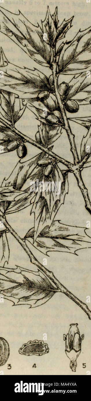 . e mei zhi wu zhi Stock Photo - Alamy