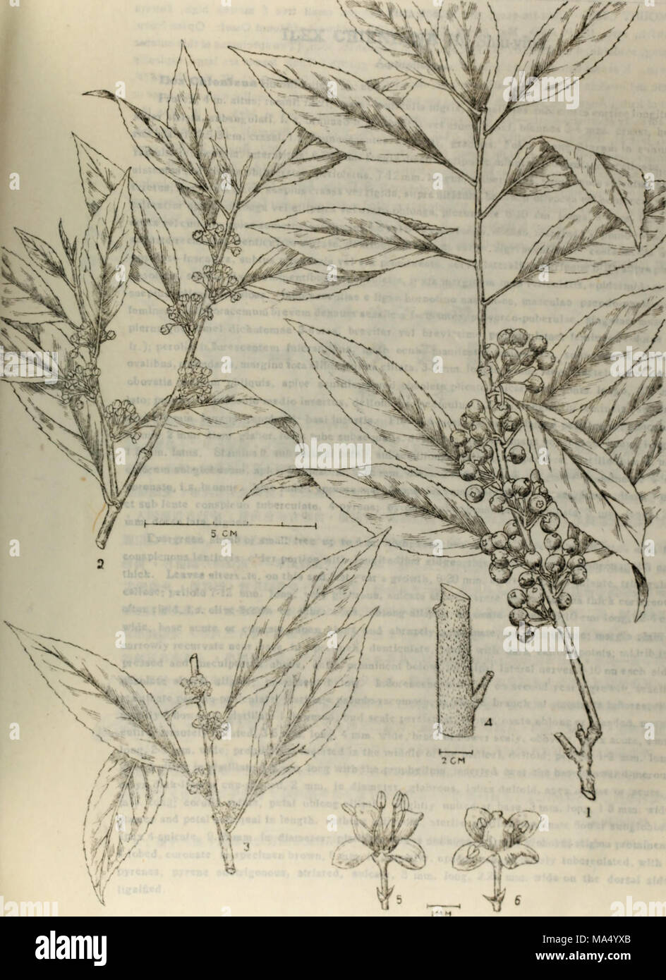 . e mei zhi wu zhi Stock Photo - Alamy