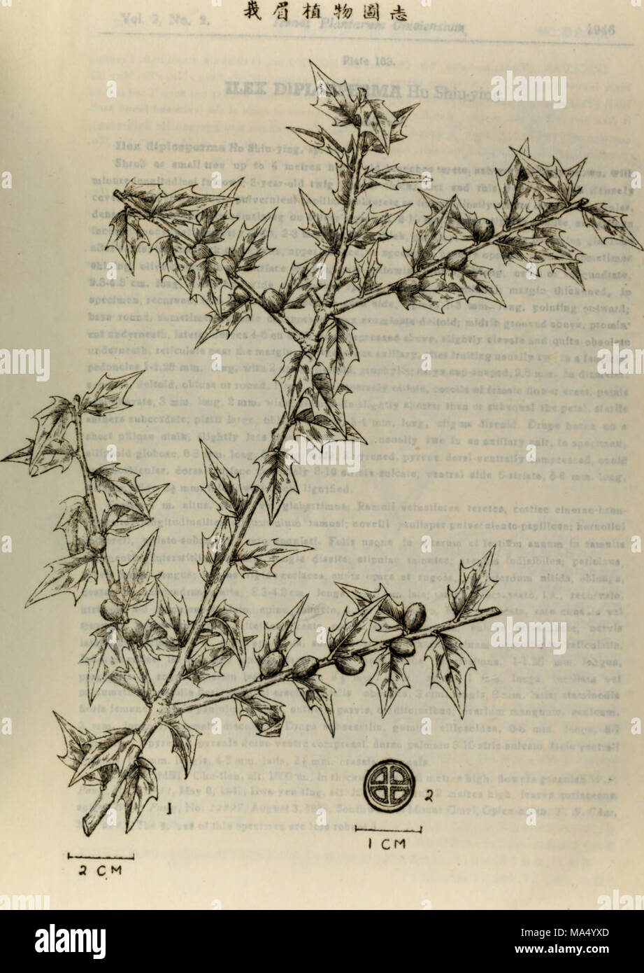 . e mei zhi wu zhi Stock Photo - Alamy