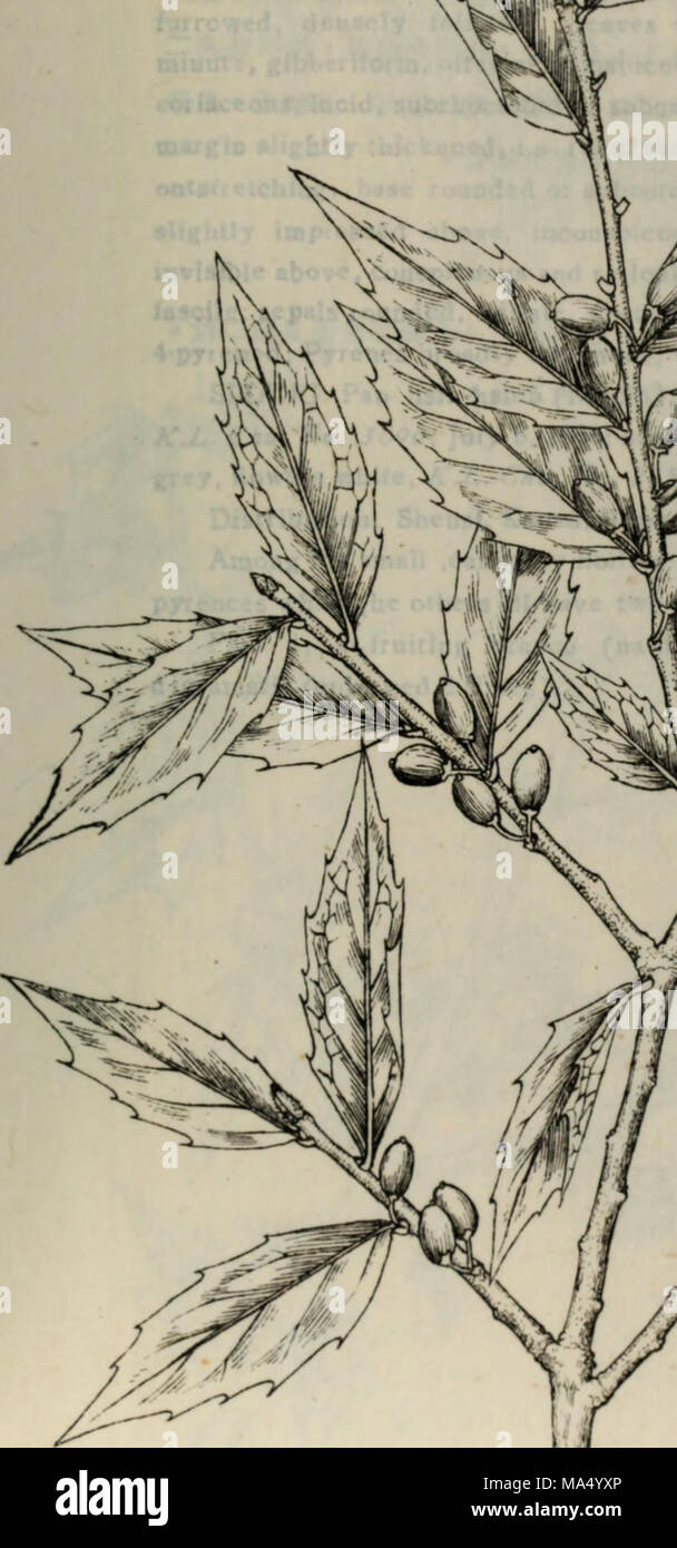 . e mei zhi wu zhi Stock Photo - Alamy