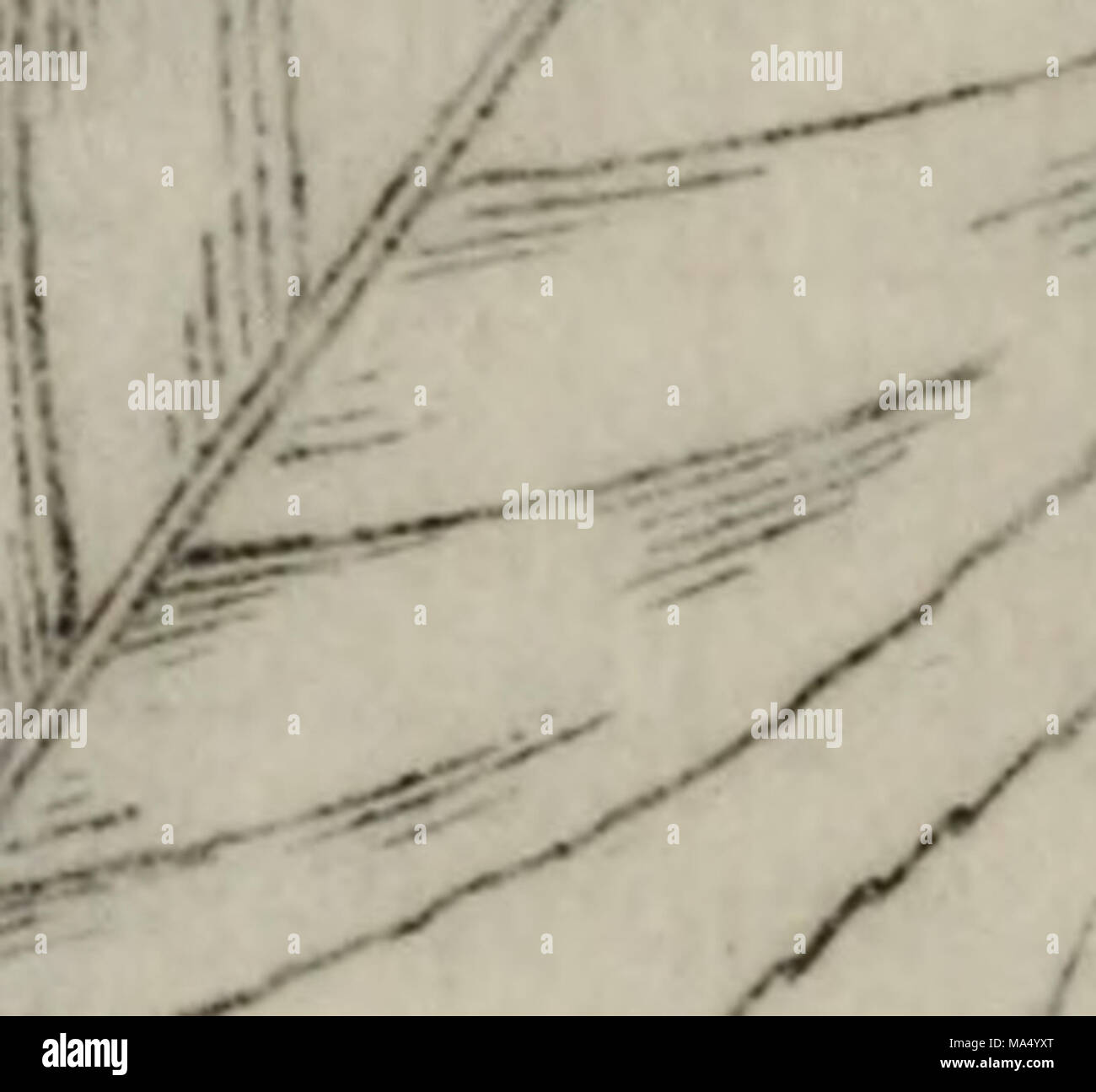 . e mei zhi wu zhi Stock Photo - Alamy