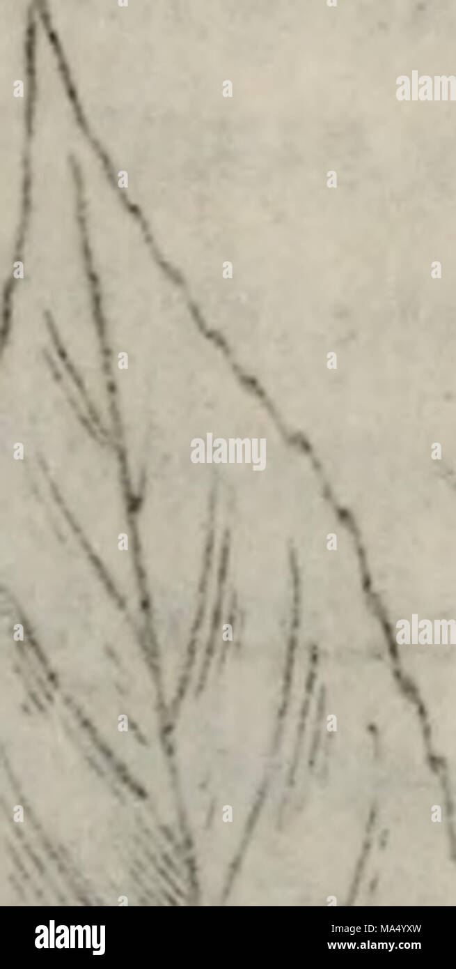 . e mei zhi wu zhi Stock Photo - Alamy