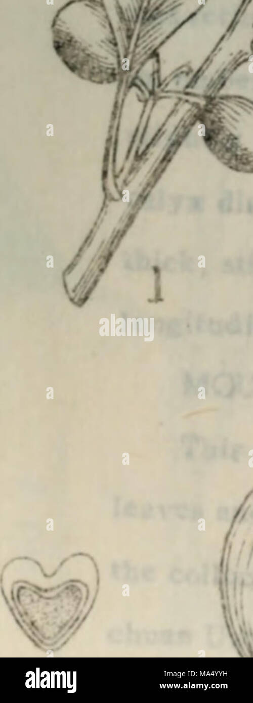 . e mei zhi wu zhi Stock Photo - Alamy