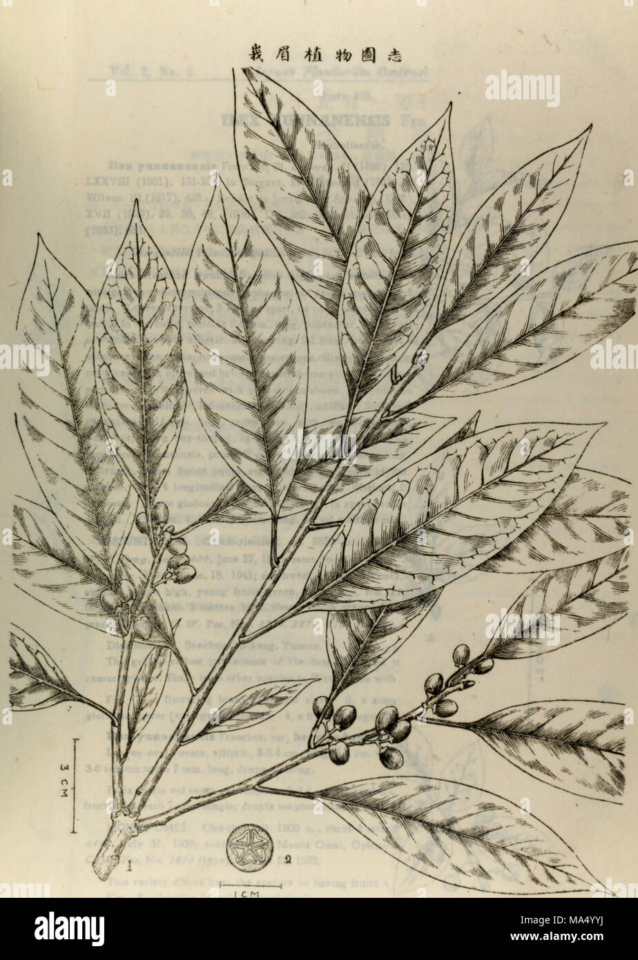 . e mei zhi wu zhi Stock Photo - Alamy