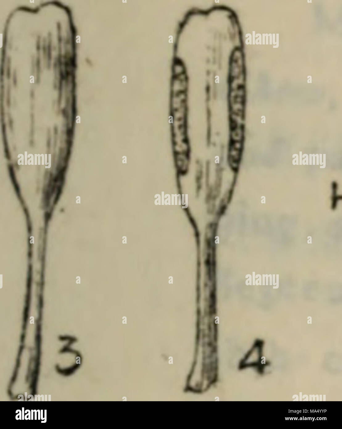 . e mei zhi wu zhi Stock Photo - Alamy