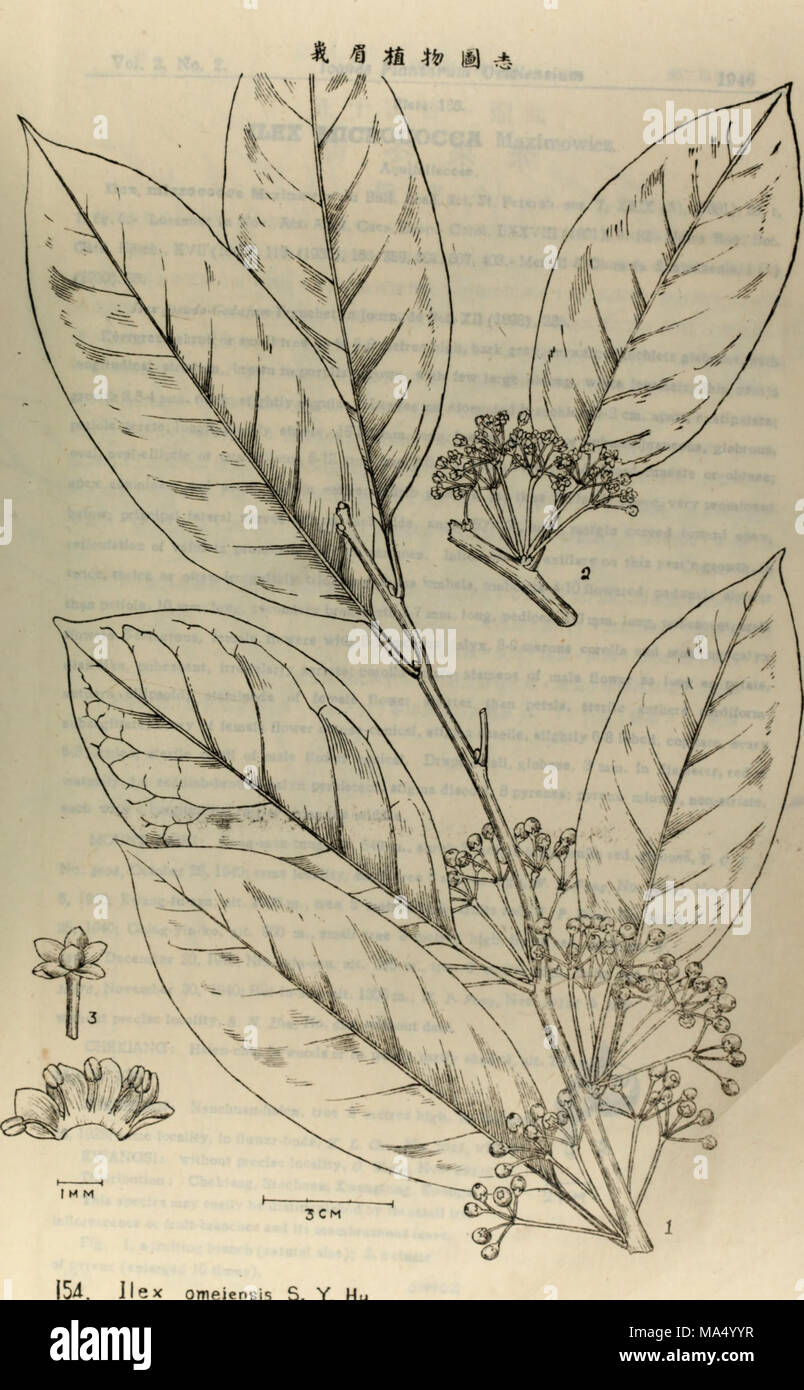 . e mei zhi wu zhi Stock Photo - Alamy