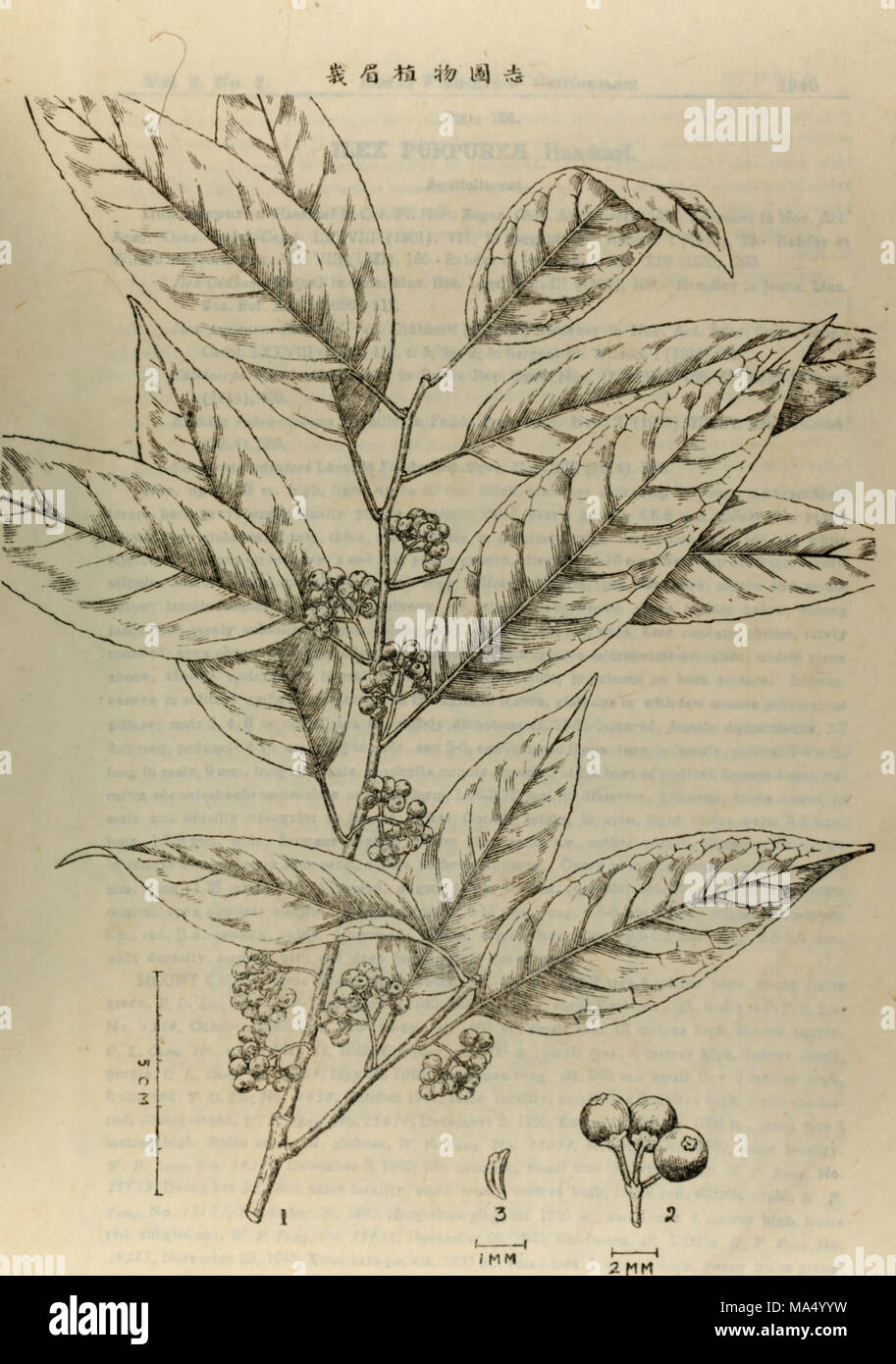 . e mei zhi wu zhi Stock Photo - Alamy