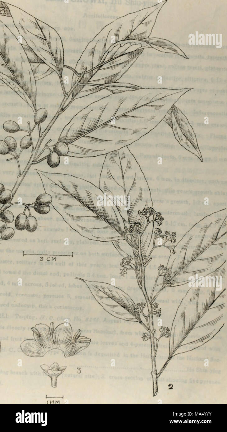 . e mei zhi wu zhi Stock Photo - Alamy