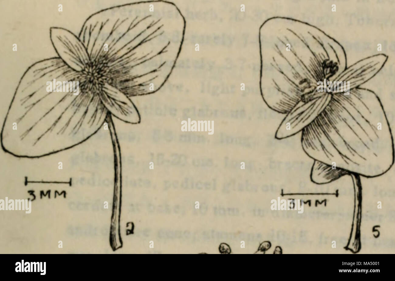 . e mei zhi wu zhi Stock Photo - Alamy