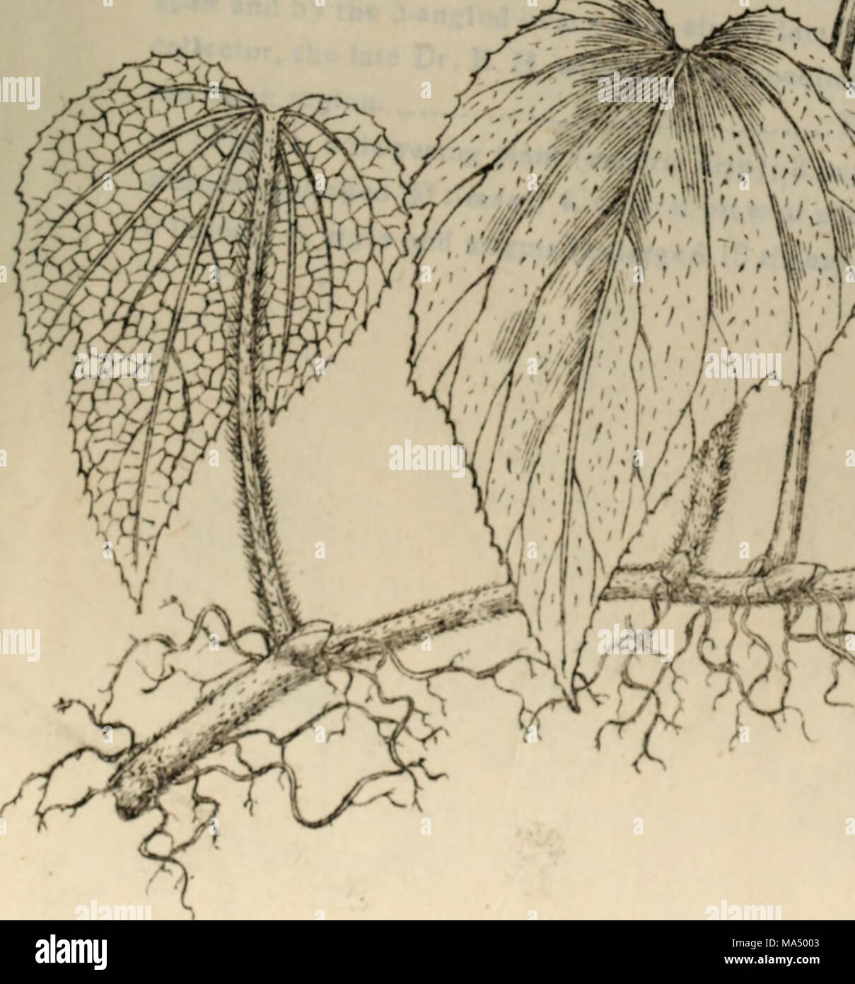 . e mei zhi wu zhi Stock Photo - Alamy