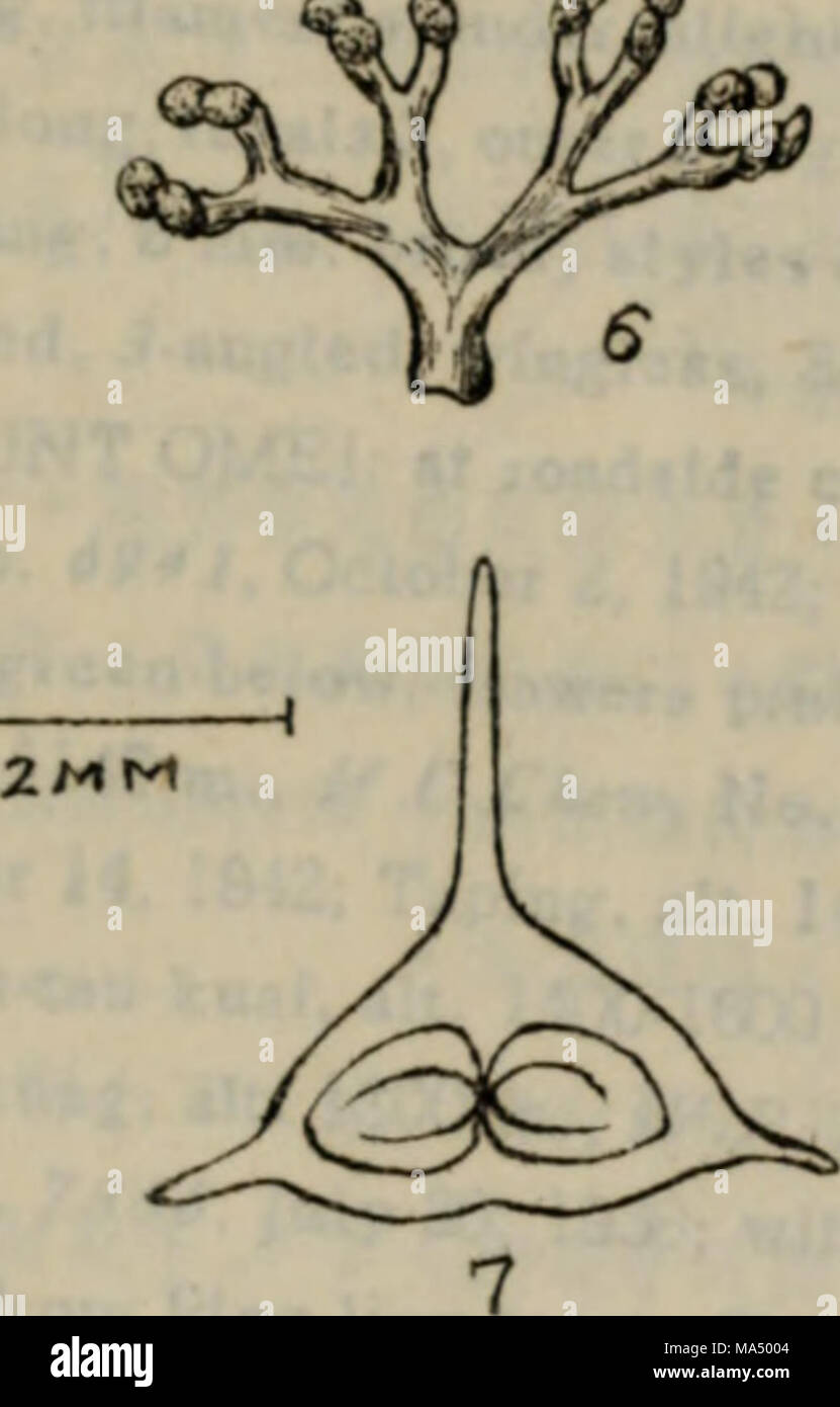 . e mei zhi wu zhi Stock Photo - Alamy