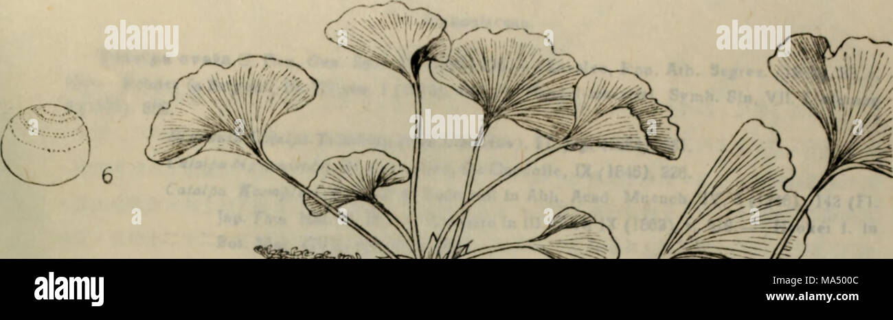 . e mei zhi wu tu zhi Stock Photo - Alamy