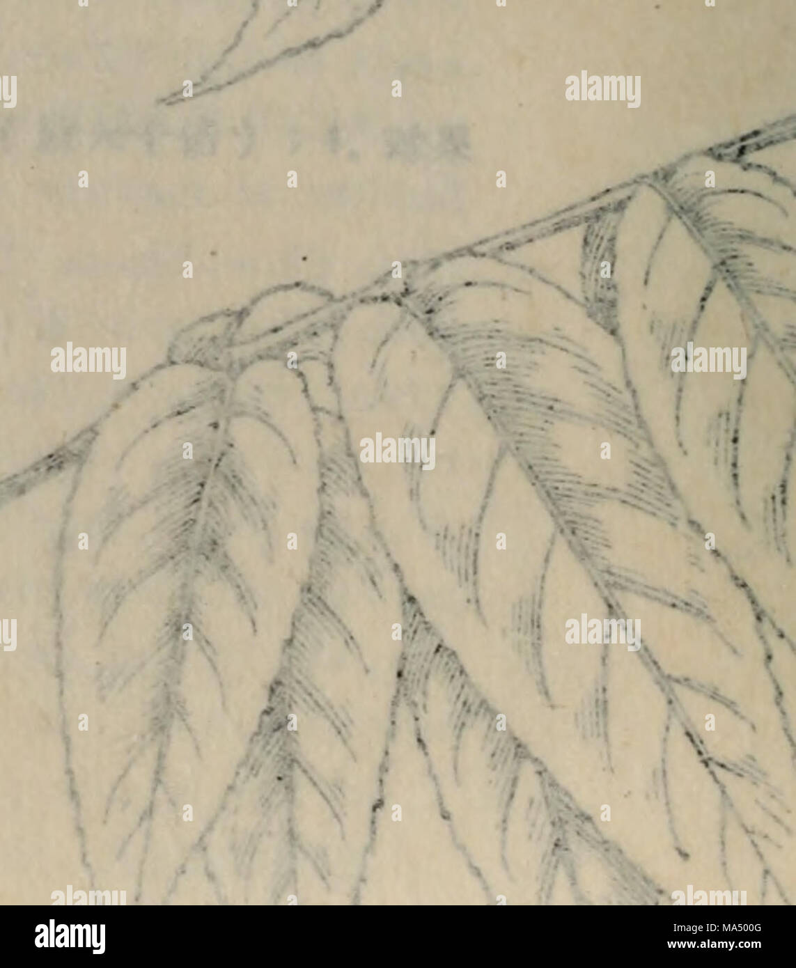 . e mei zhi wu tu zhi Stock Photo - Alamy