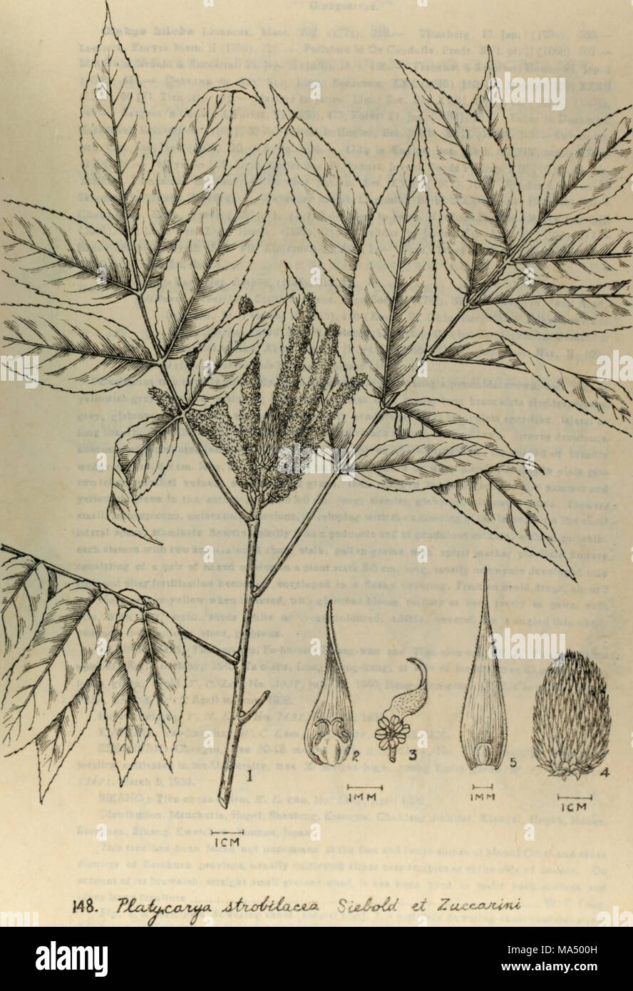 . e mei zhi wu tu zhi Stock Photo - Alamy