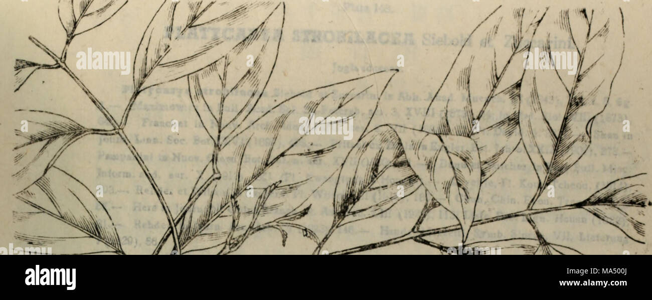 . e mei zhi wu tu zhi Stock Photo - Alamy